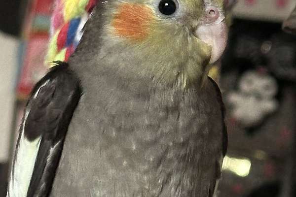 8 Week old Gray Cockatiel, Unknown Sex