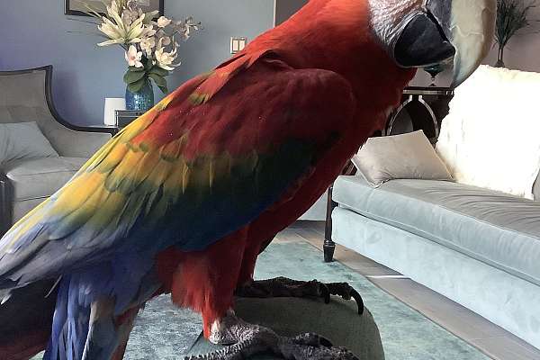 Chewy - Ruby Macaw