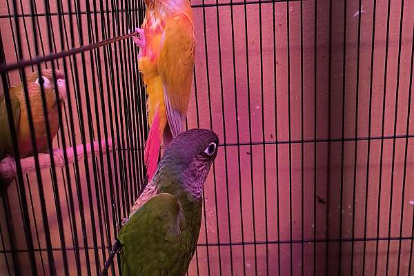 Green cheeked conures
