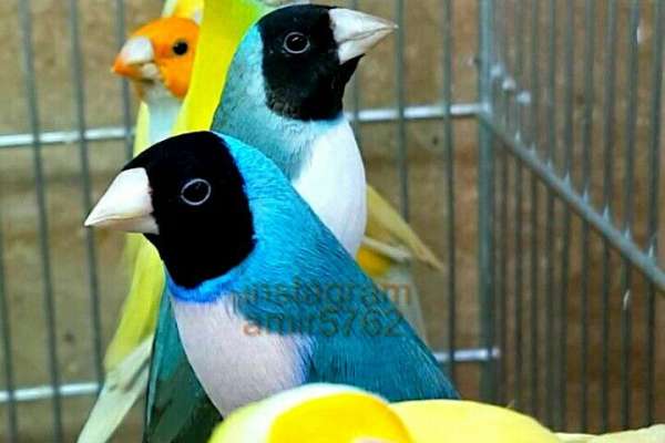 Lady gouldian finches