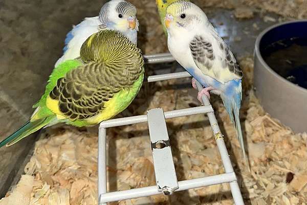 Parakeets for Sale
