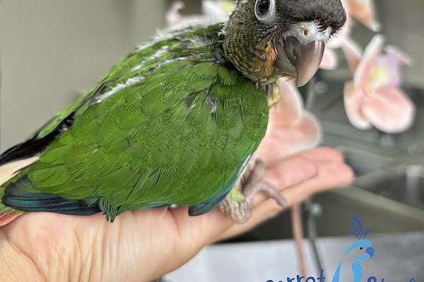 Baby Yellow Sided Green Cheek Conure Available at Parrot Stars!