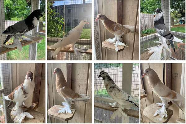 Young Pomeranian pouters