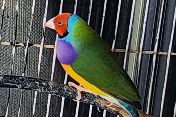 Lady Gouldian