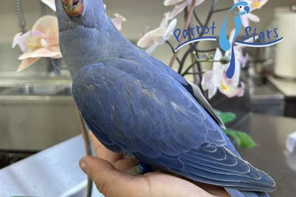 Baby Violet Cobalt Indian Ringneck Available at Parrot Stars!