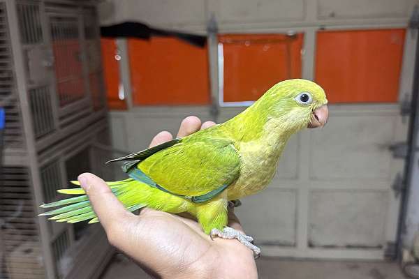 Green quaker babies