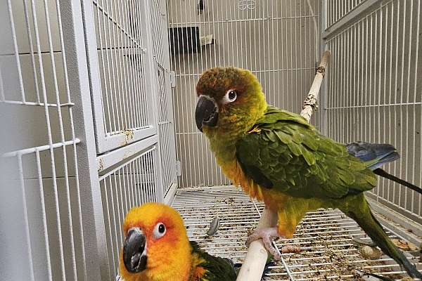 Proven pair Jenday and nansun conure