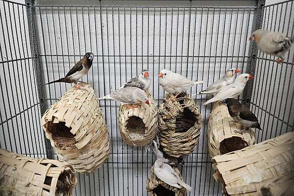 Society finches