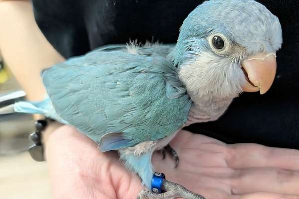 Pascal, our Blue Quaker