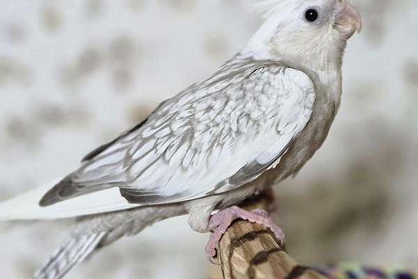 Cinnamon Whiteface Pearl Cockatiel, 335