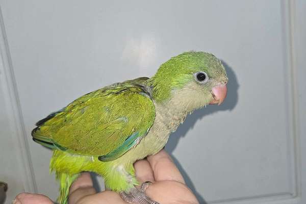 Green Quaker