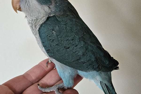 Handfed baby quaker baby #4