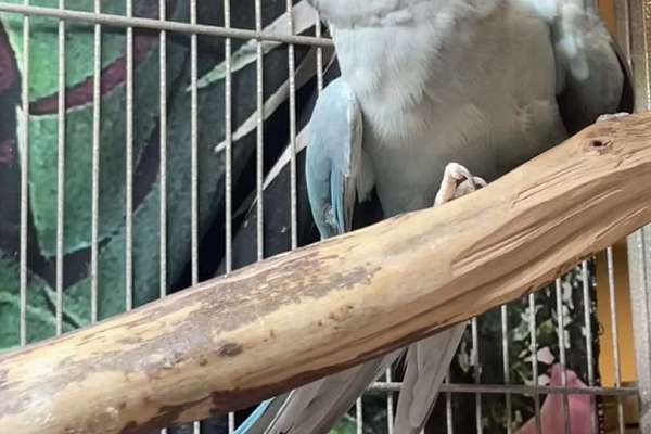 Adult female indian ringneck
