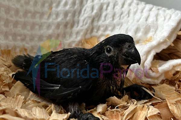 Black Lory