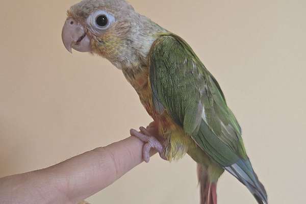 Green cheek
