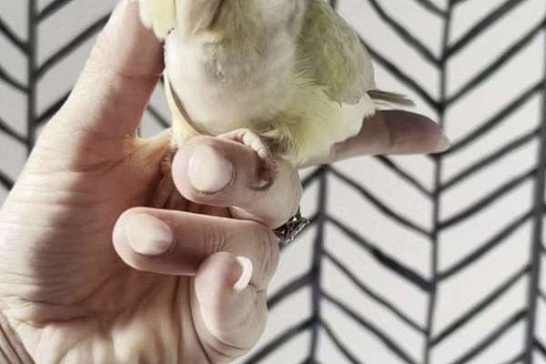 Green Cheek Conure Baby Turquoise DIlute Cinnamon “Cinnamint” - Female