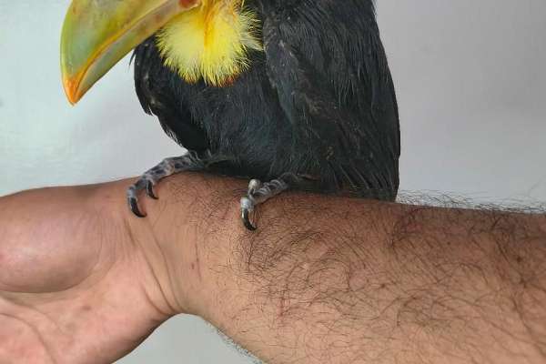 Keel-billed Toucan Baby Hand Raised