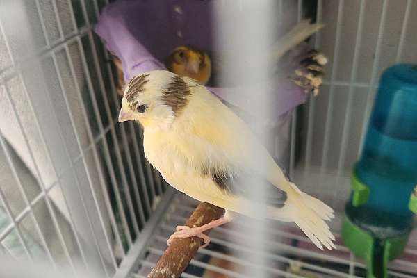 Baby Canary Birds for Sale – Healthy & Hand-Raised