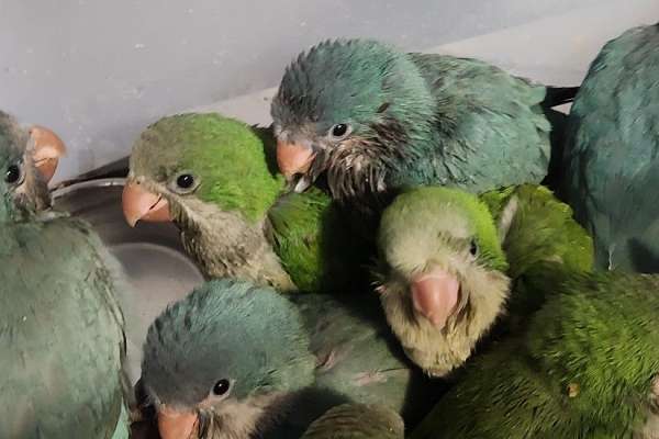 Quaker babies