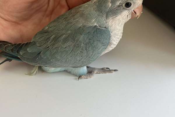 Baby Quaker