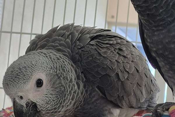 African Grey Timneh Parrot Babies - Summer 2025 Hatch