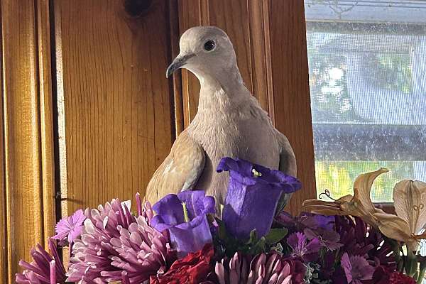 Ring neck doves