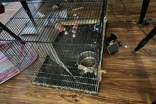 Green Cheeked Conures and Fischer Pied Lovebirds