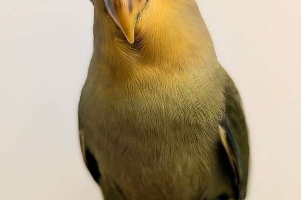 Fern, our Peach Face Lovebird