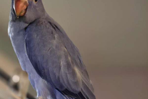 Violet Opaline Ring Neck