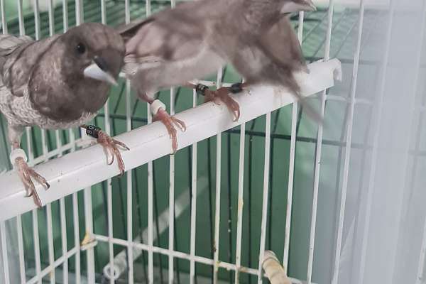 Silver Society Finch