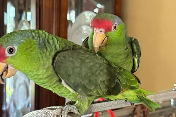 Bonded Pair of Tamed Friendly Amazon Parrots in Central NJ -1 year old