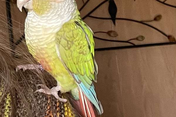 Disco