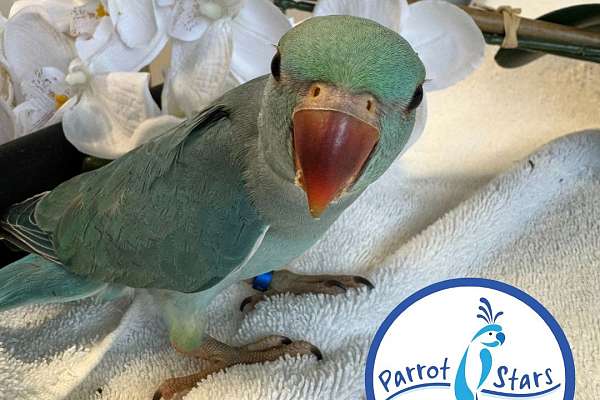 Baby Blue Turquoise Indian Ringneck Available at Parrot Stars!
