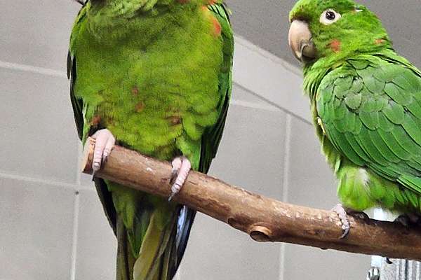 Proven Mitred x White-Eyed Conure Pair