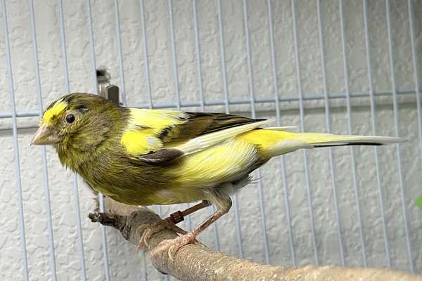 Spanish Timbrado Canary - Female