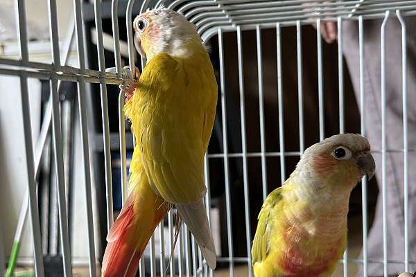 Sun cheeks dilute green cheeks conures