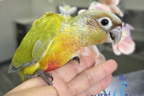 Baby Dilute Green Cheek Conure Available at Parrot Stars!
