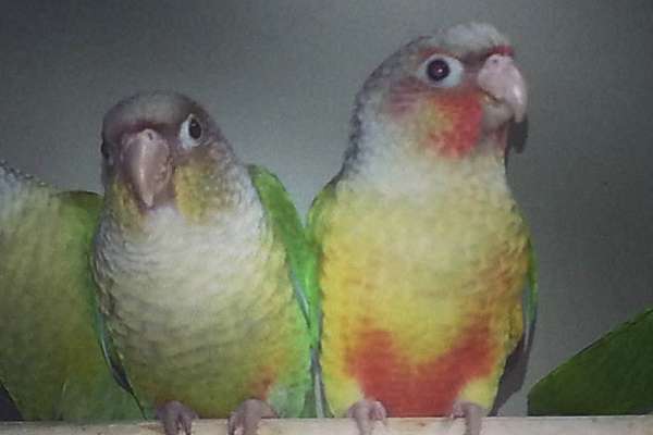 Green cheeks retired breeders