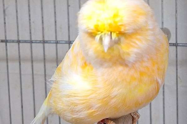 Rare Norwich Canaries