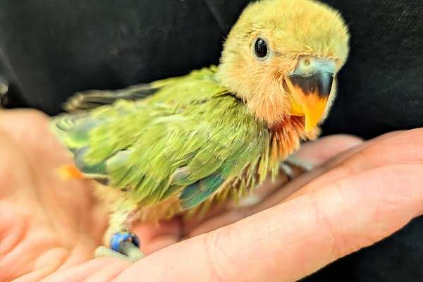 Spritz, our Peach Face Lovebird