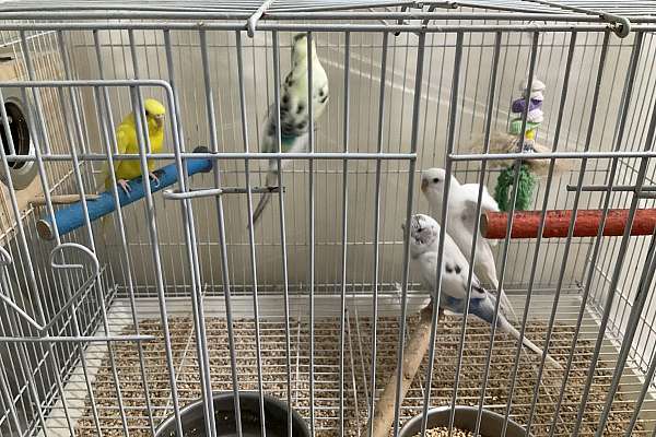 Fancy Parakeets Male and Female Breeding Pet Bird DNA Tested,