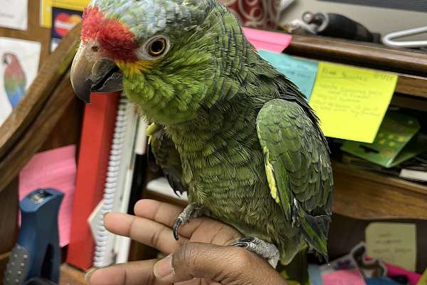 Polly
