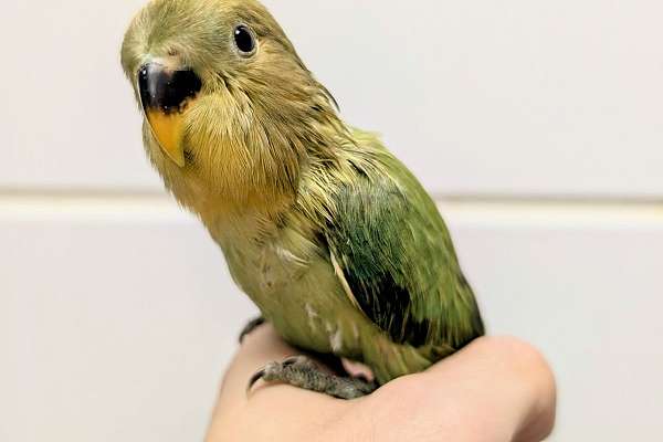 Bellini, our Peach Face Lovebird