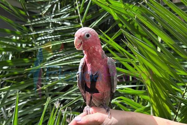 Rose Breasted Cockatoo