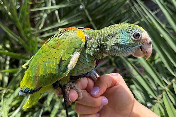 Yellow Shoulder Amazon