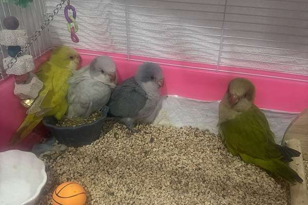 Baby Quakers Available