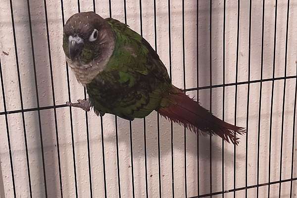 Normal Green Cheek Conure babies