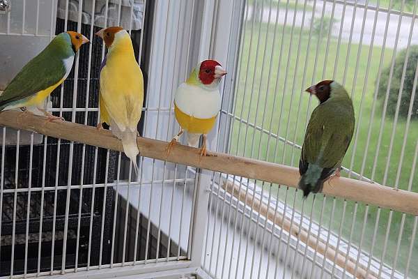 4 Lady Gouldian Finches