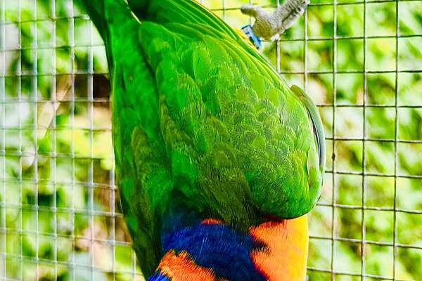 Red Collared Lorikeet