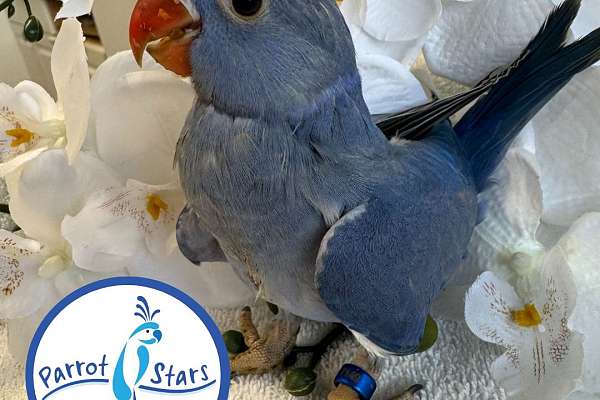 Baby Violet Cobalt Indian Ringneck Available at Parrot Stars!